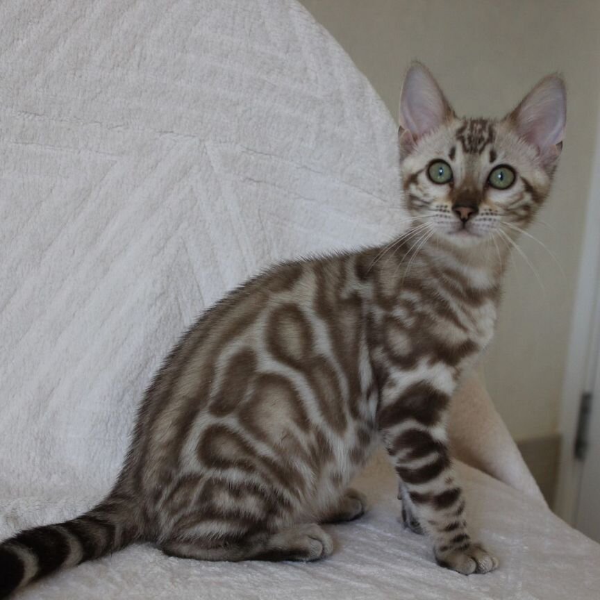 Бенгальские котята