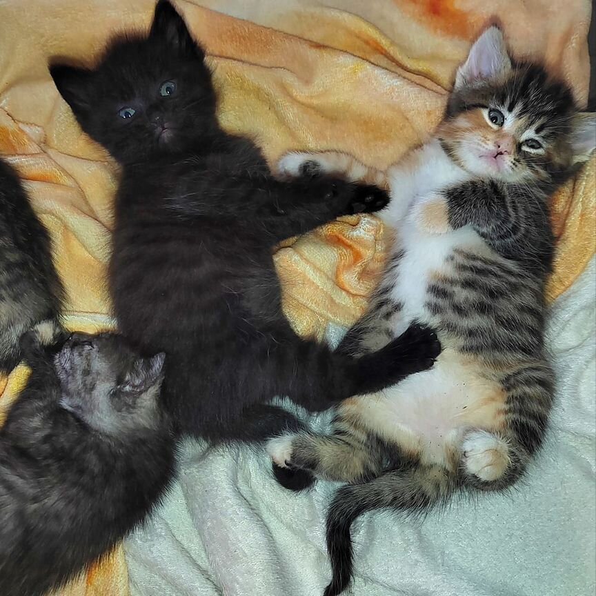 Котята в добрые руки
