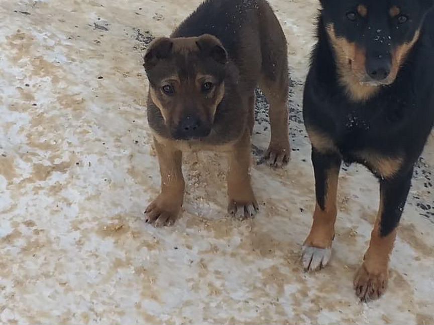 Щенка и мать вывезли на помойку