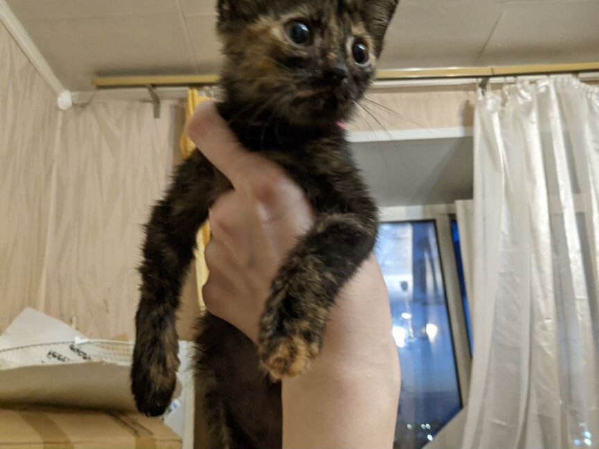 Котята в добрые руки SOS