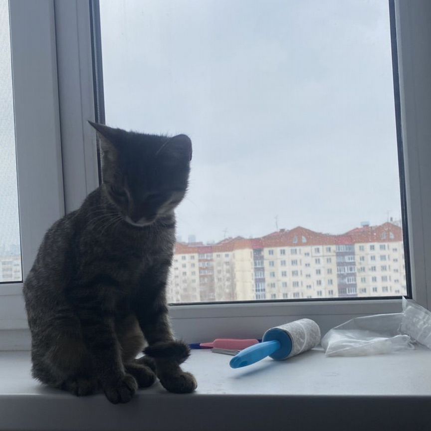 Котик