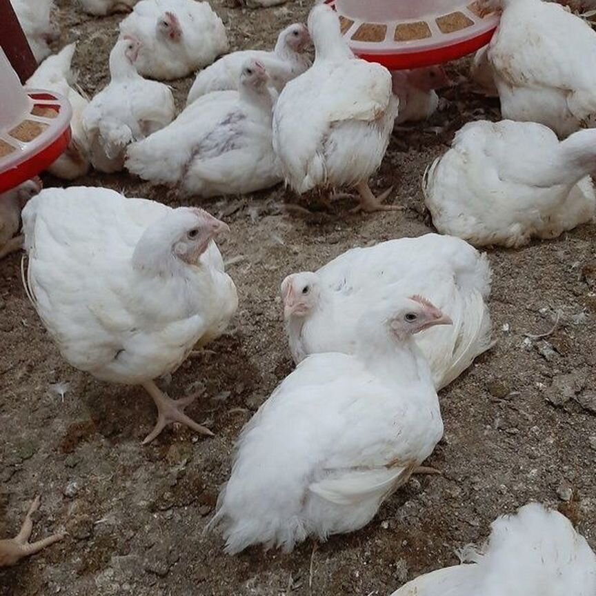 Куры домашние броллеры