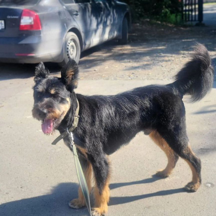 Собака в добрые руки отдам бесплатно