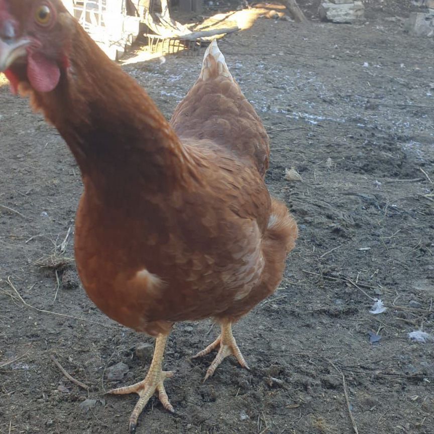 Куры несушки