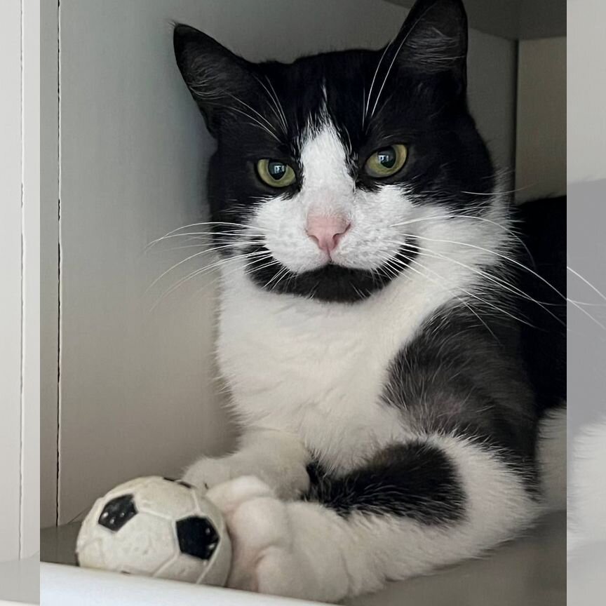 Взрослый кот в добрые руки