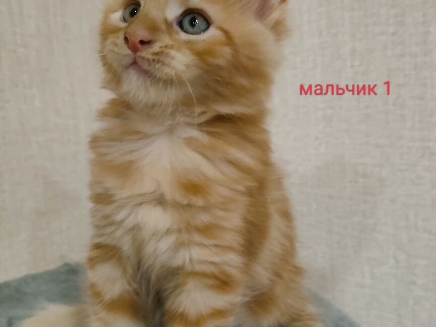 Котята Мейн кун полидакты