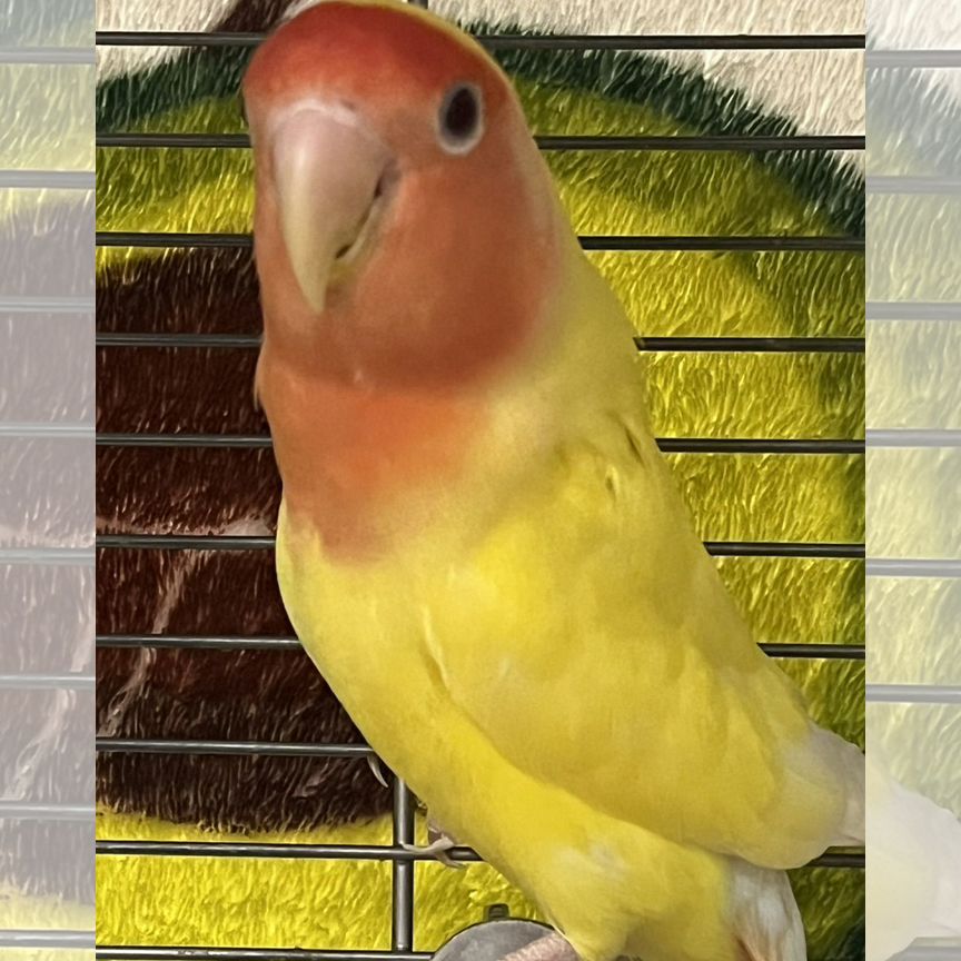 Попугай неразлучник самка