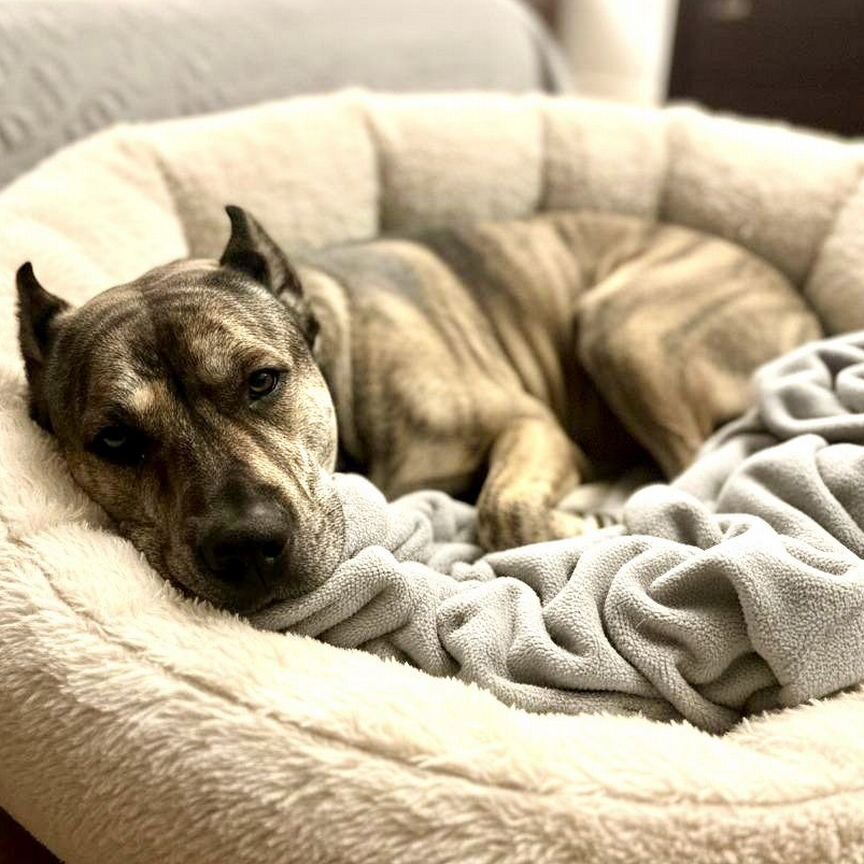 Алано, взрослая собака