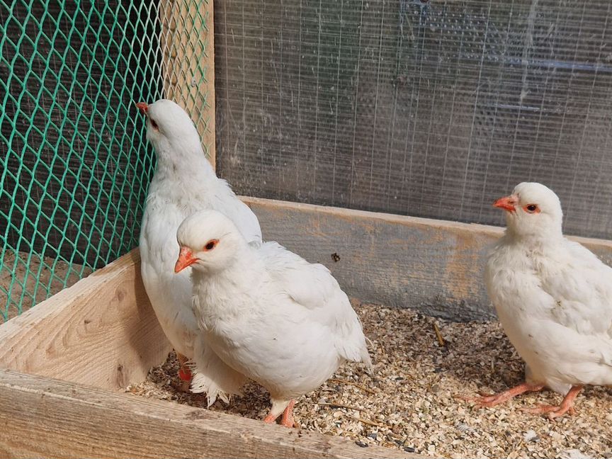 Кеклик белый