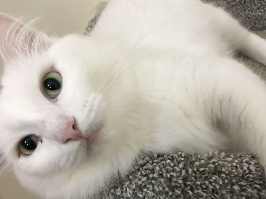Белоснежное мягкое чудо