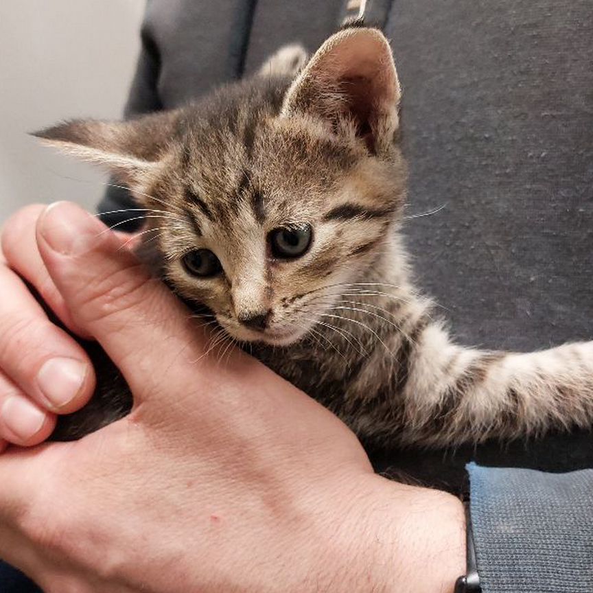 Котёнок в добрые руки