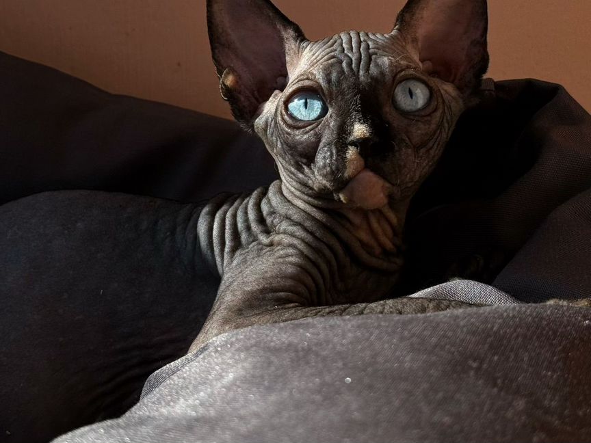 Голубоглазая девочка дбе