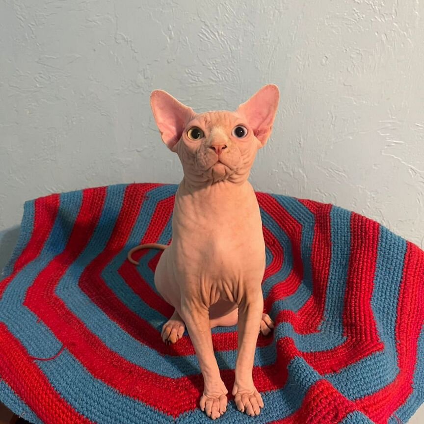 Эксклюзивные котята