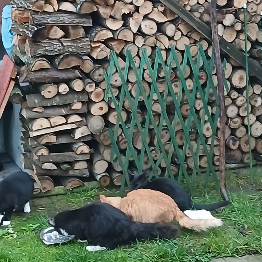 Взрослый кот в добрые руки