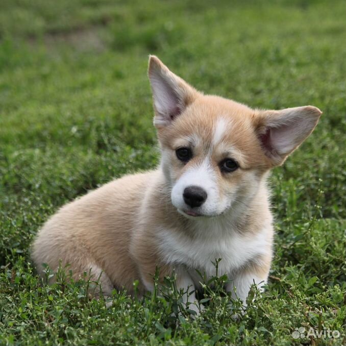 Шикарная девочка корги