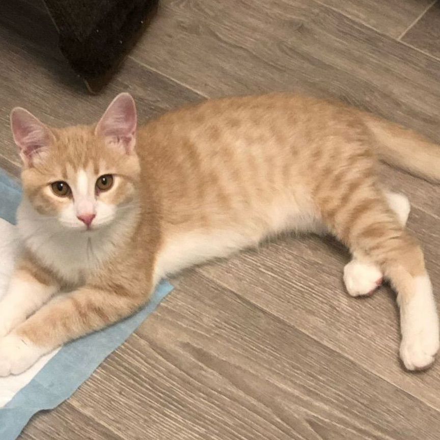 Котенок персиковый