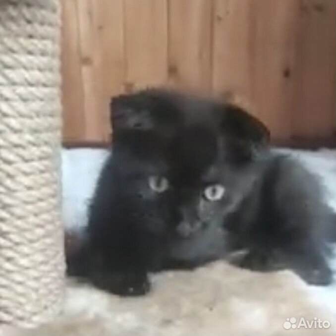 Котенок вислоушек егоза в добрые руки
