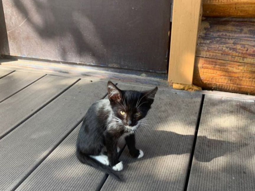 Котята в добрые руки