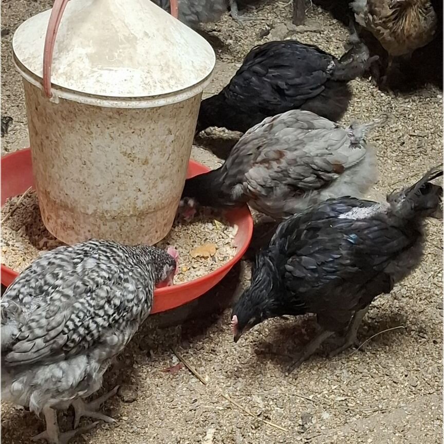 Продам петушков