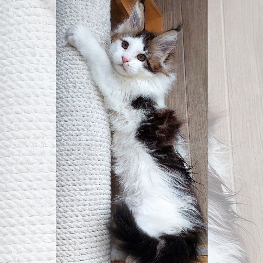 Котята мейн-кун