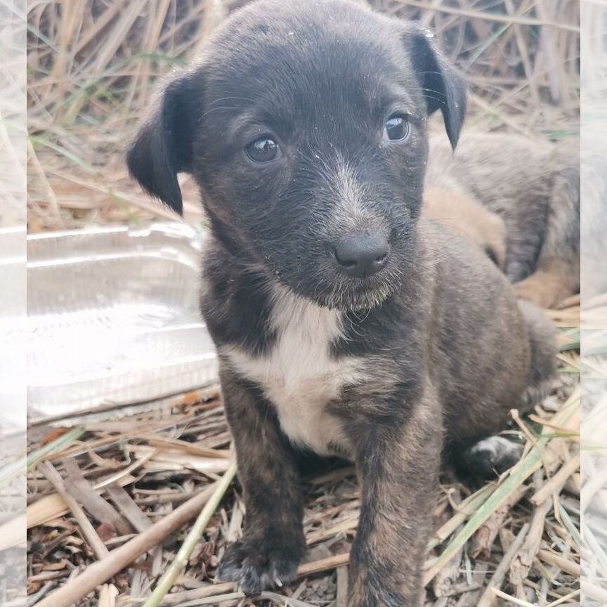 Щенок в добрые руки