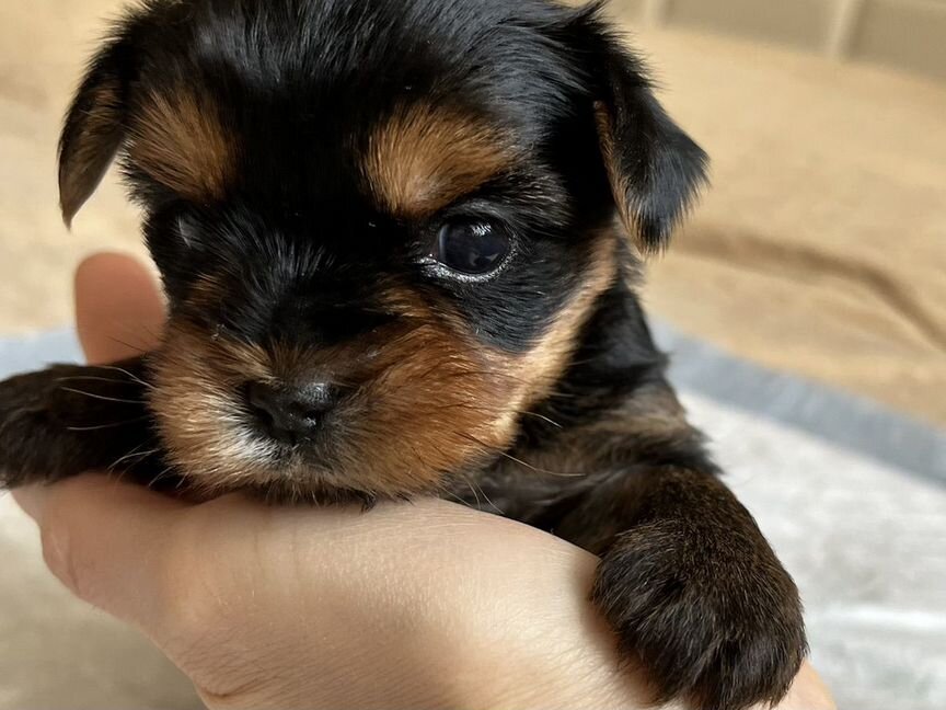 Йоркширский терьер щенки Мини