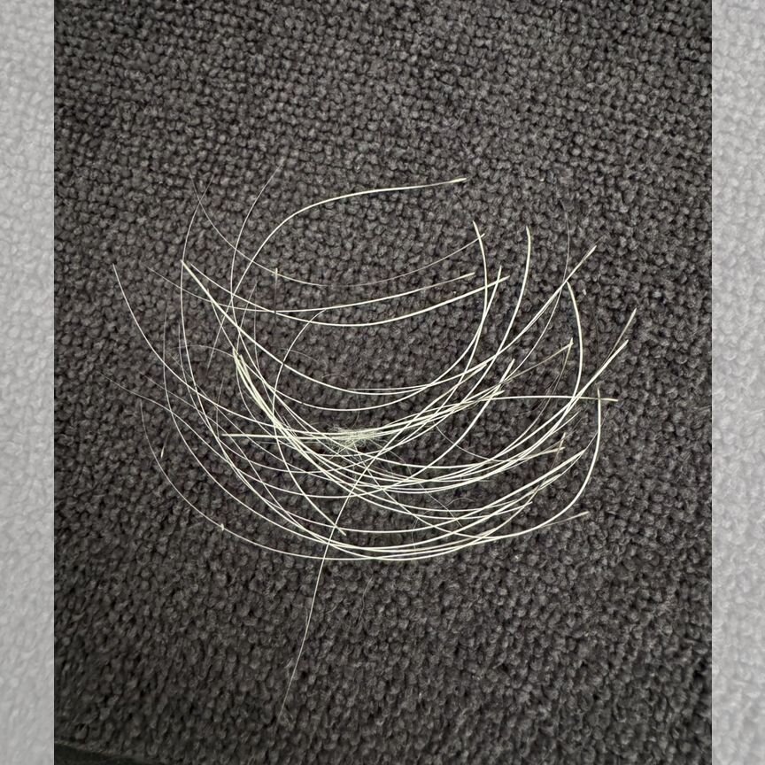 Шотландская прямоухая короткошёрстная, взрослая кошка