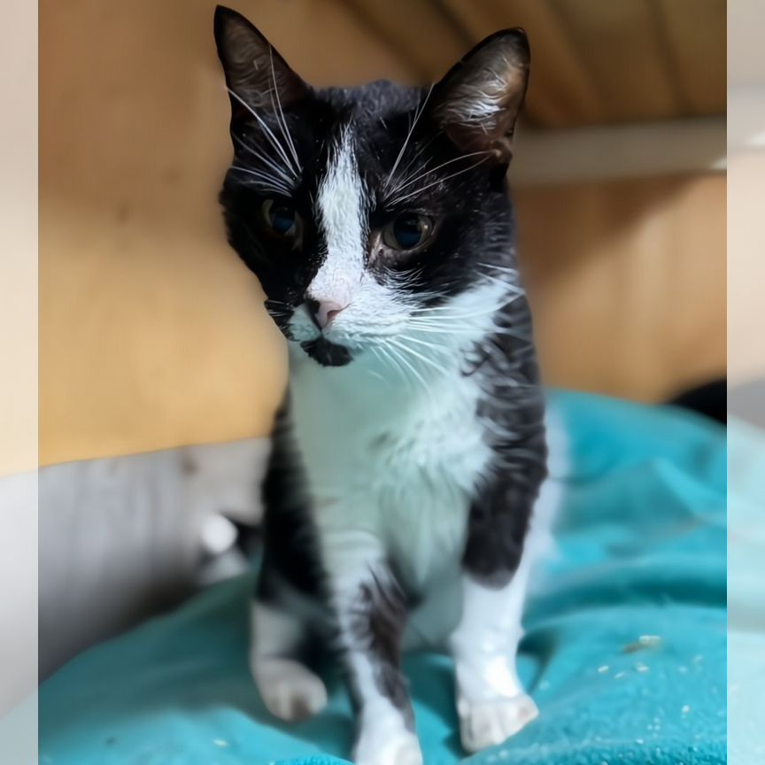 Взрослая, Девочка кошка в добрые руки