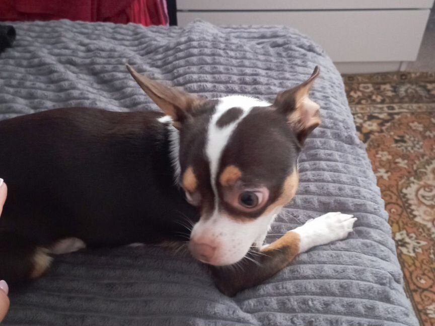 Маленькая собака чихуахуа