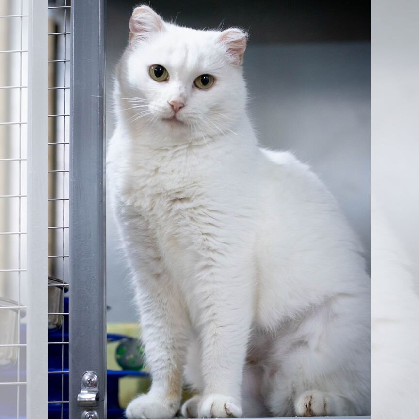 Взрослая, Девочка кошка в добрые руки