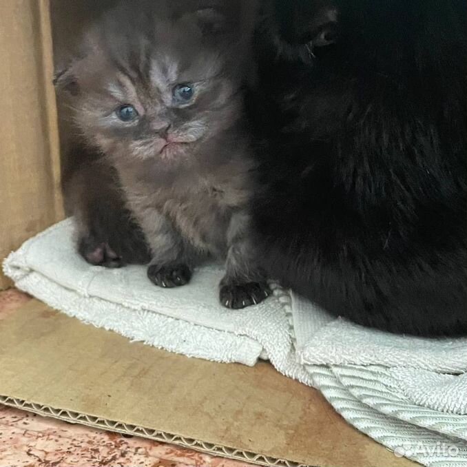 Котята вислоухие (скотиш фолд)