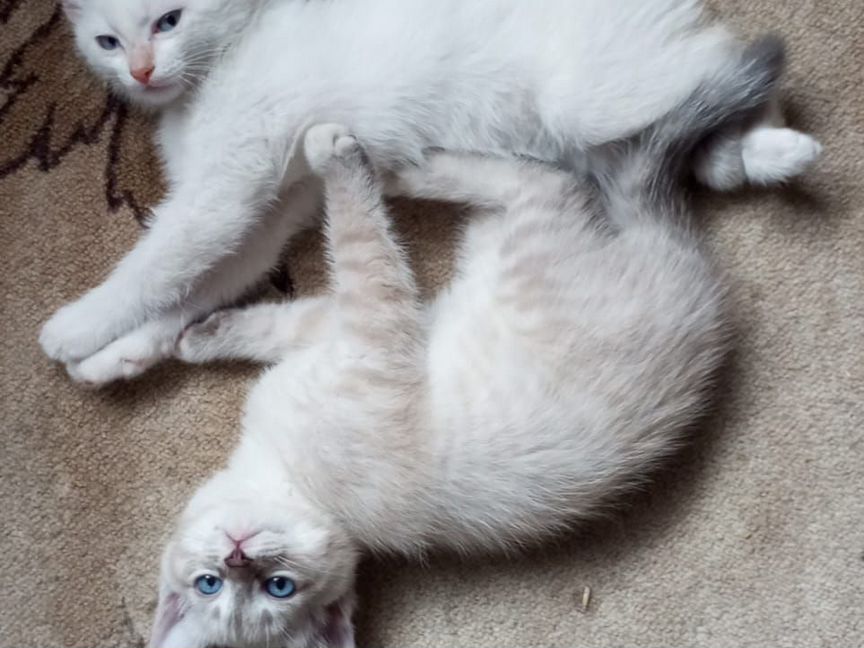 Белый котенок бобтейл