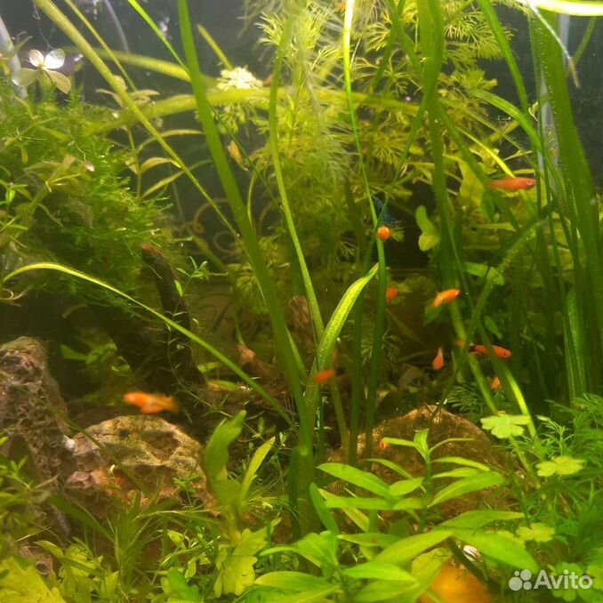 Мальки кохаку и молли