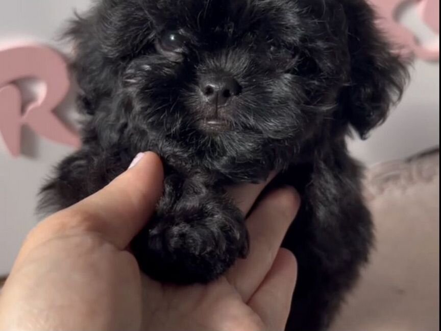 Тэдди Мальтипу Китай Экслюзив