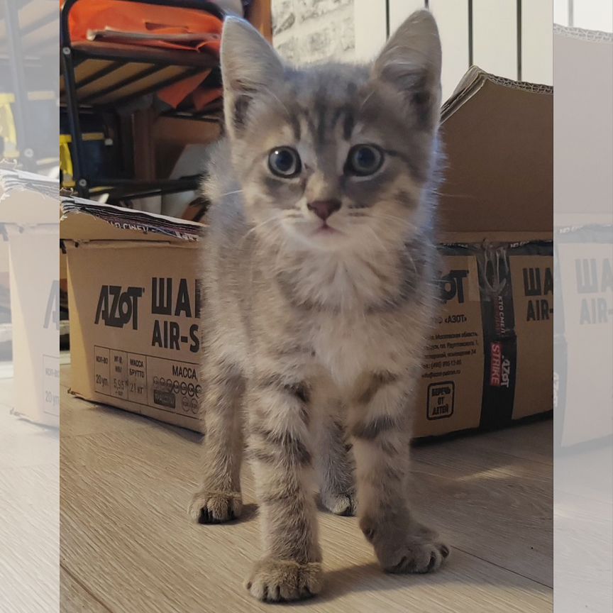 Котенок в добрые руки