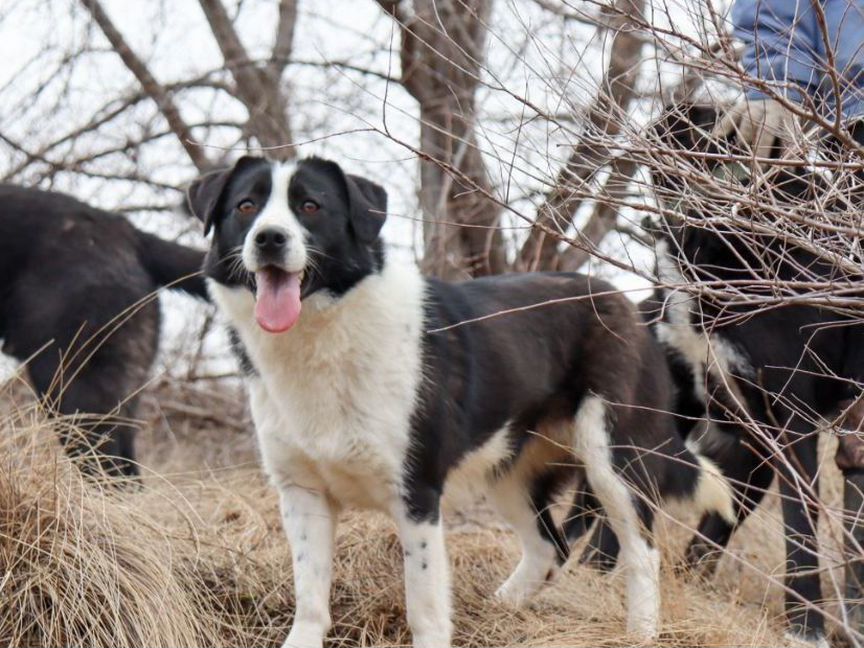 Найда в добрые руки