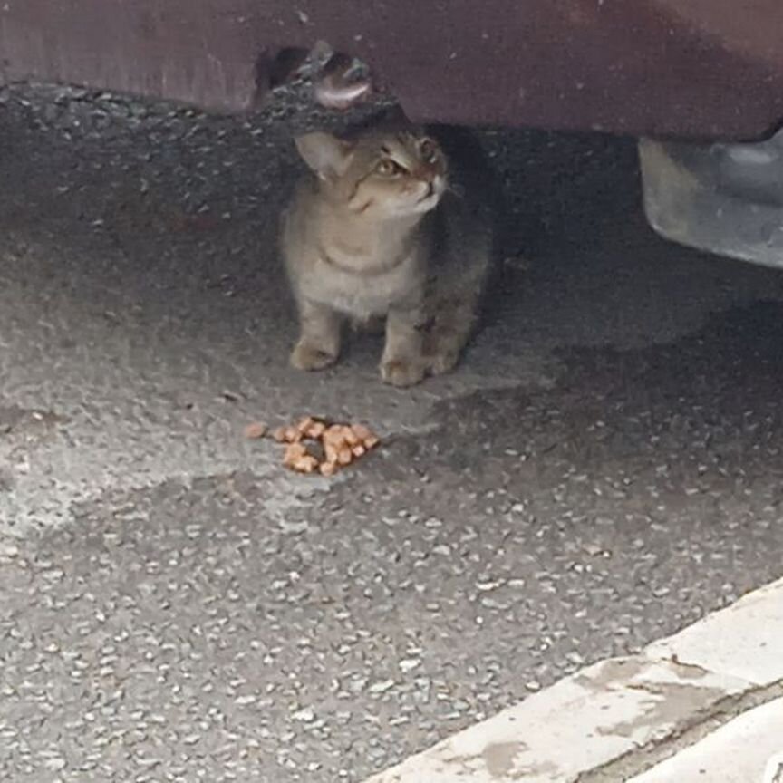 Помогите найти котёнку дом