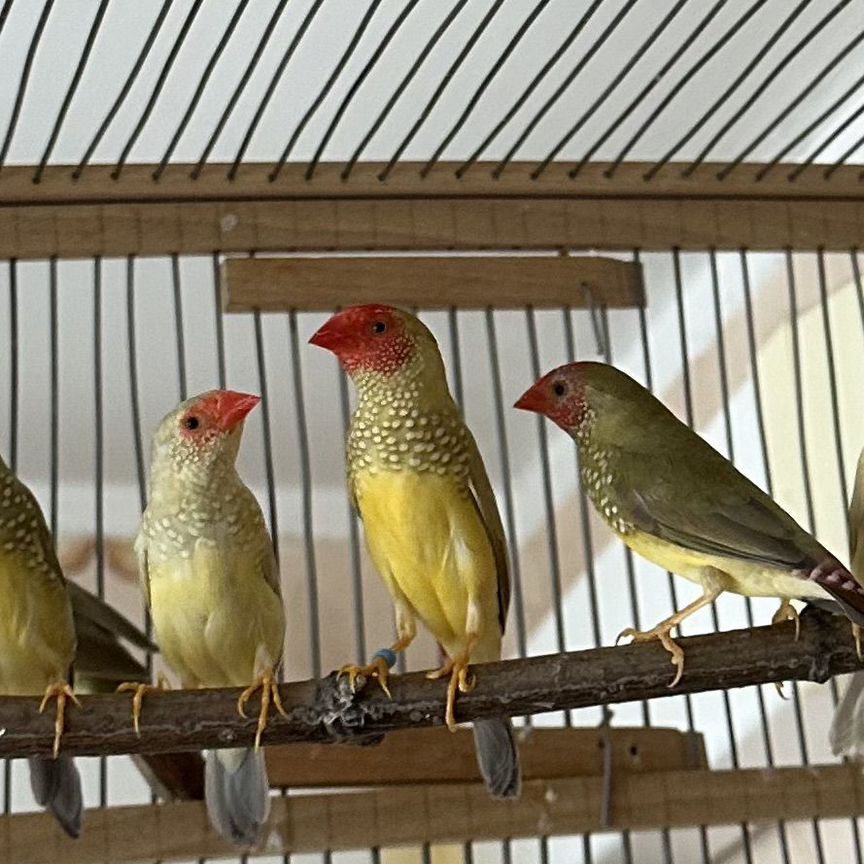 Тросниковые астрильды