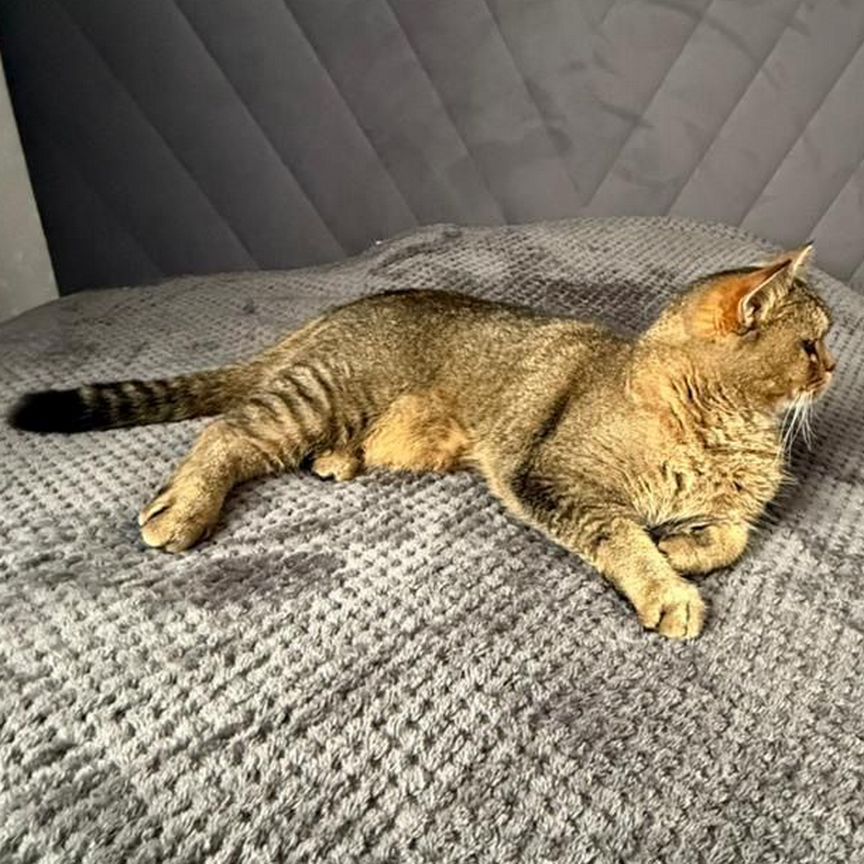 Шотландский вислоухий короткошёрстный, взрослый кот