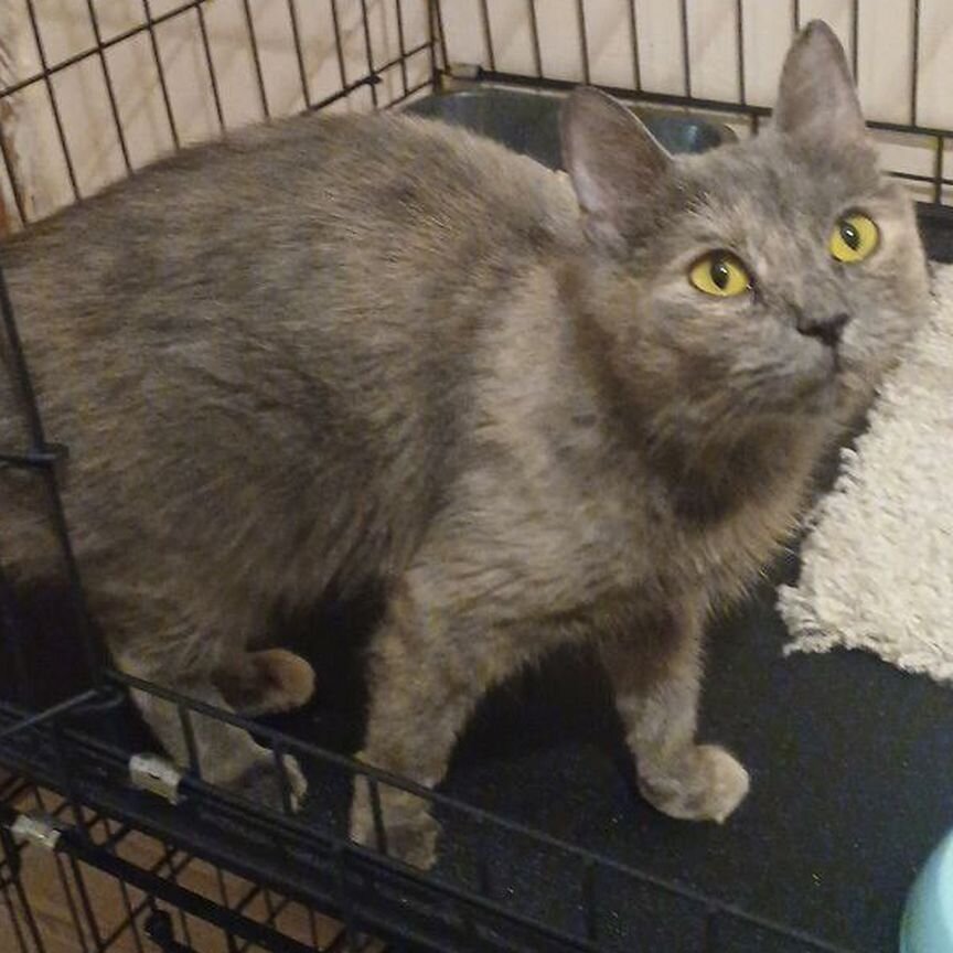 Европейский короткошёрстный котёнок