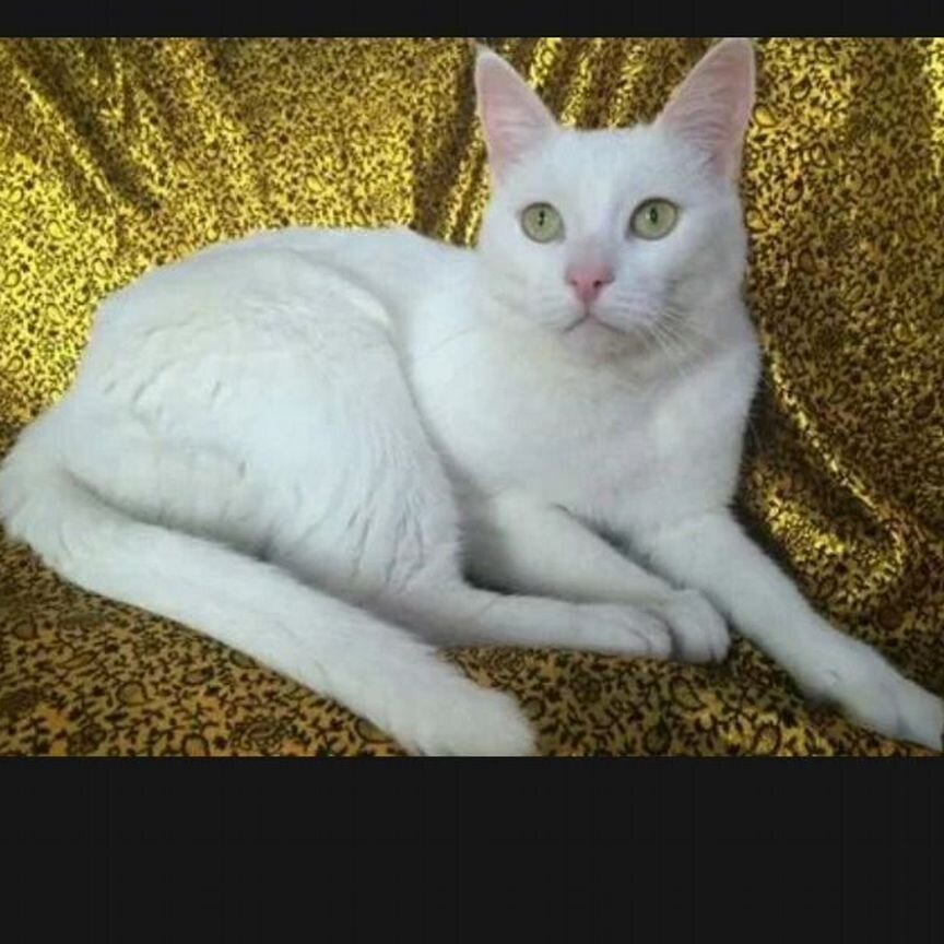 Анатолийская кошка