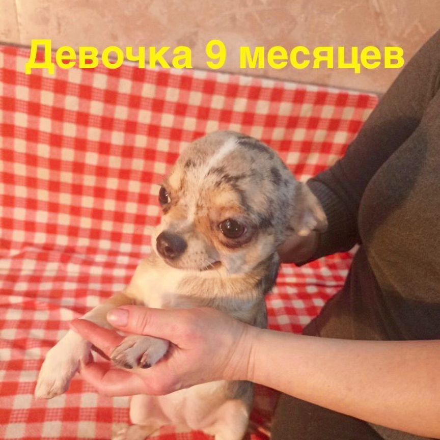 Мини чихуа хуа