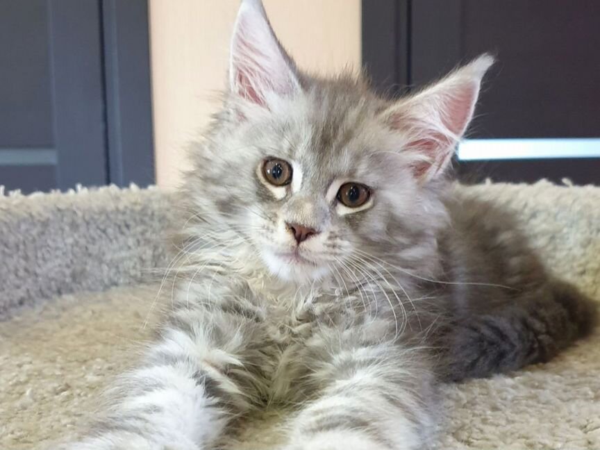 Котята мейн-кун