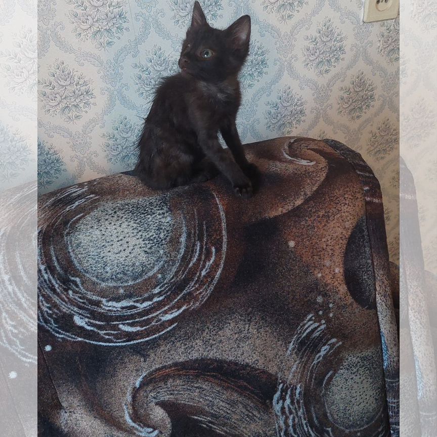 Котёнок компаньон Мальчик особенный