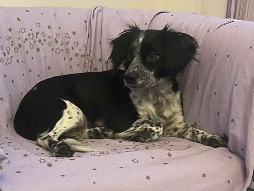 Спаниелька Адель в добрые руки