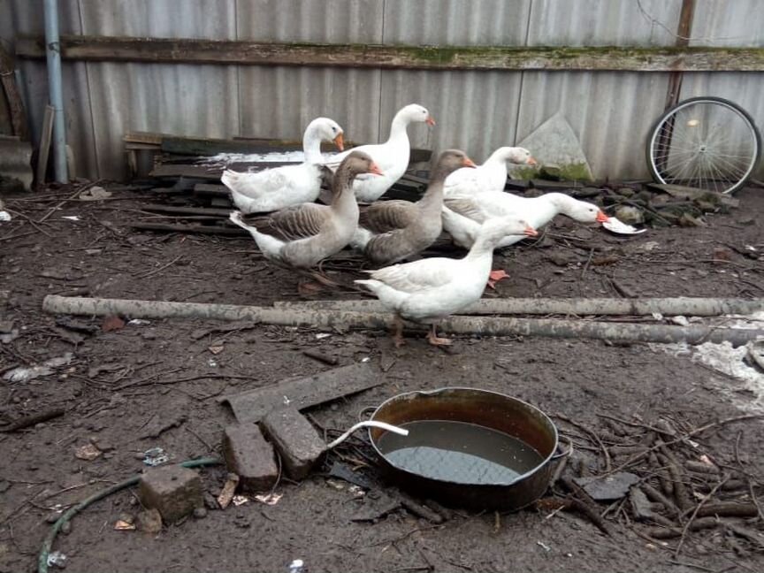 4 гуся живые