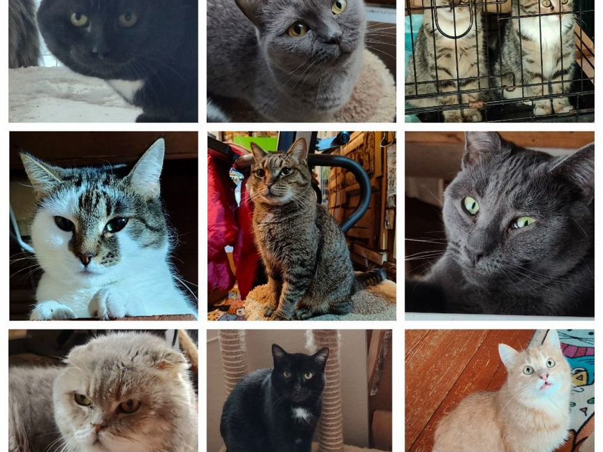Котики с дач ищут свои дома