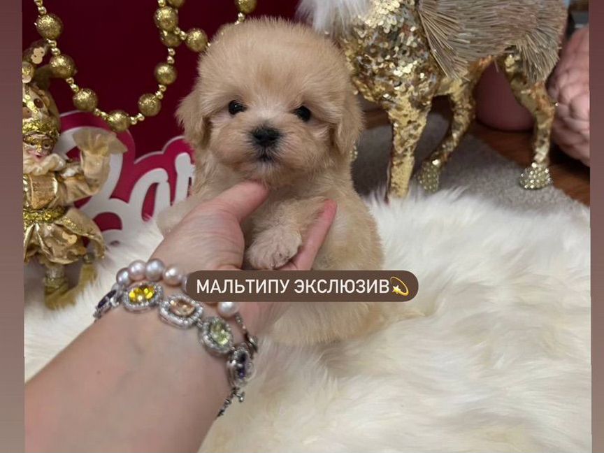 Мальтипу Микро Малышка ф1 Корейский тип