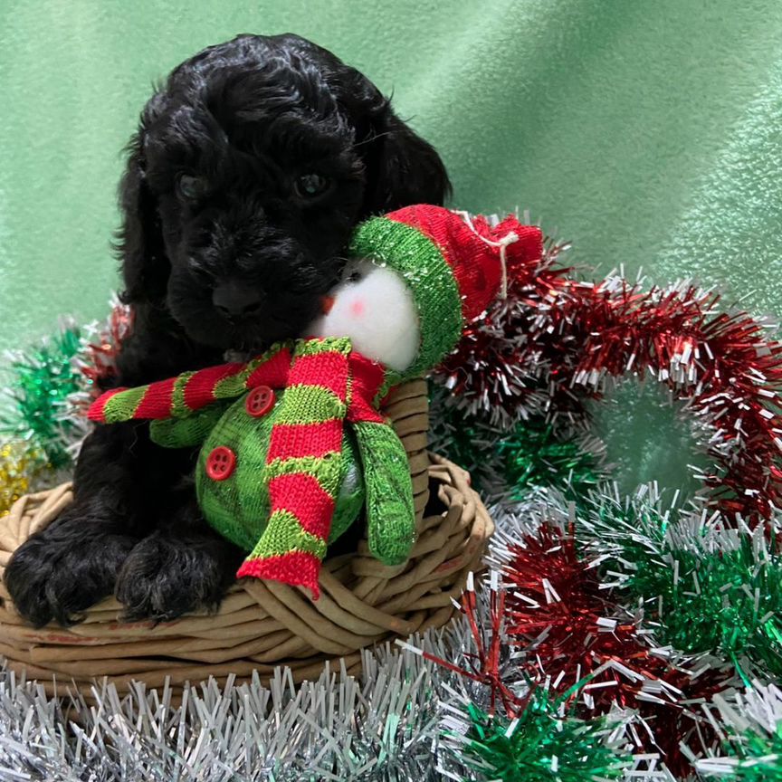 Пуделёк на Новый год)