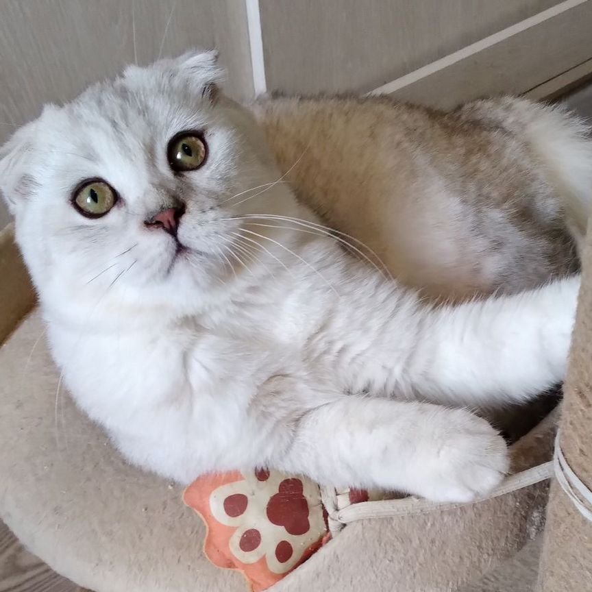 Британские котята